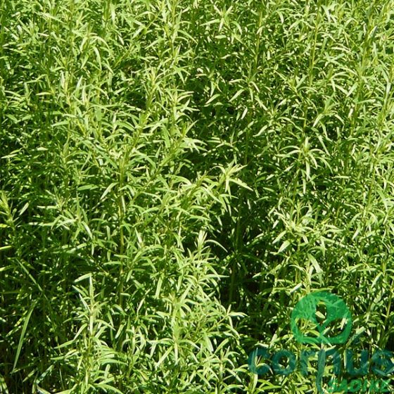 Pehtran [P10] – Cornus sadike